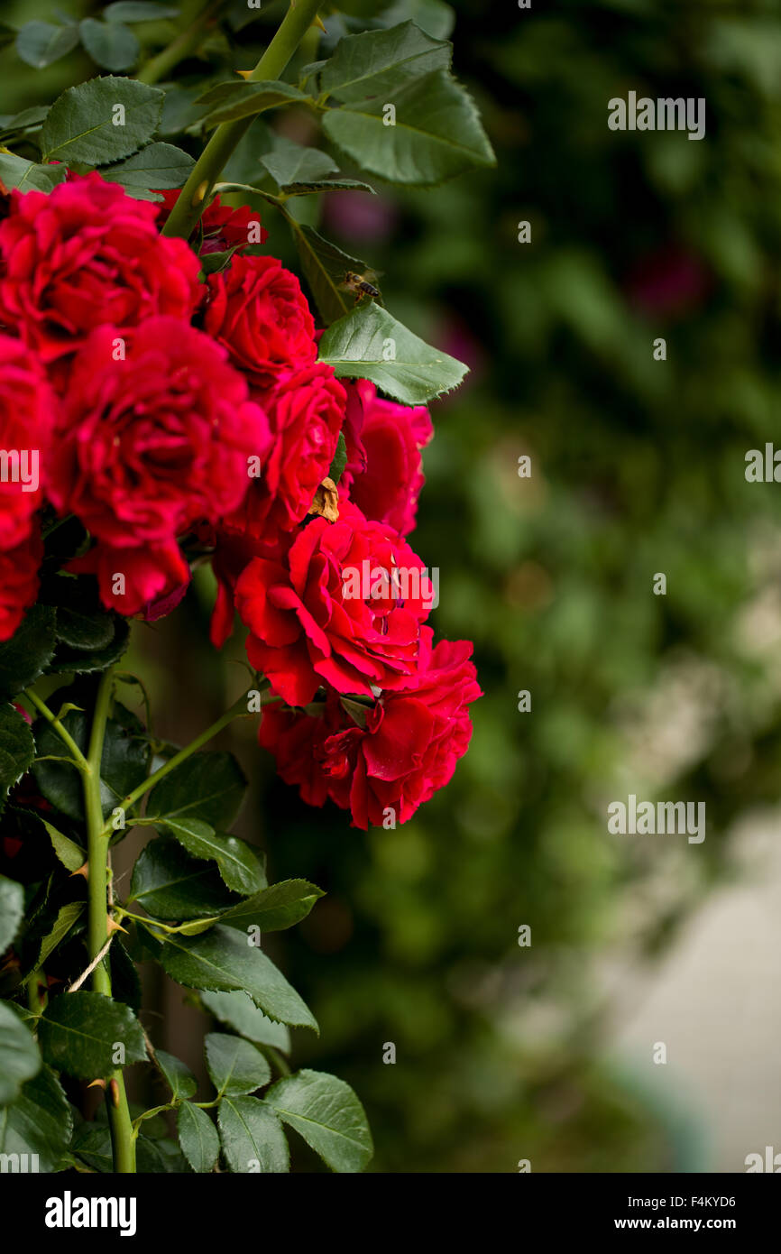 beautiful red roses in garden, romatic love background, shallow focus ...