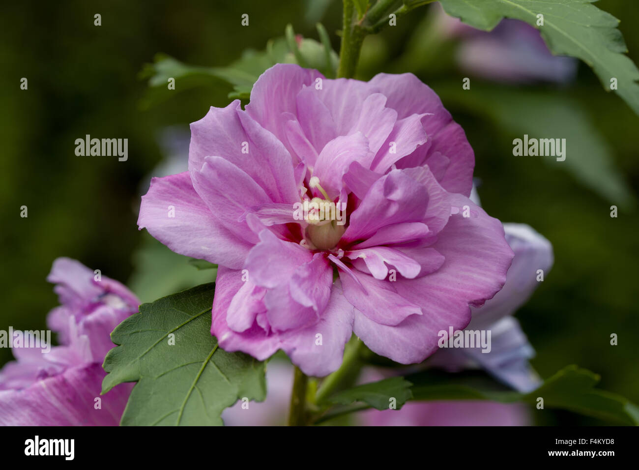 beautiful violet hibiscus in autumn garden, shallow focus Stock Photo ...