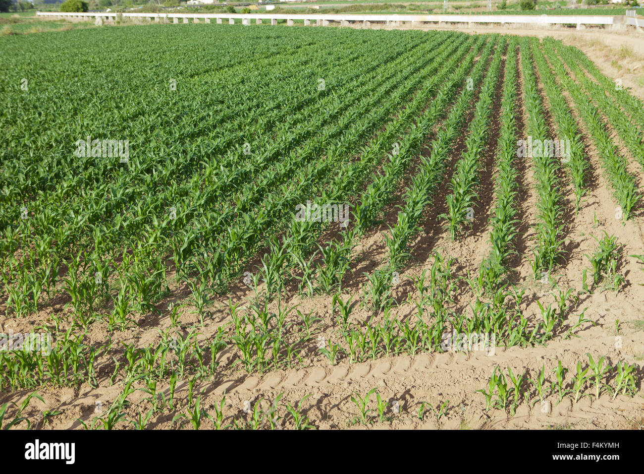 Young corn on a plantation in Guadiana Meadows, Badajoz, Extremadura ...
