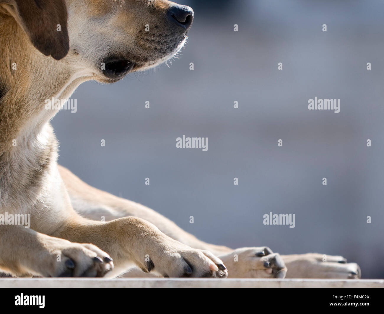 Closeup of a stray dog body parts Stock Photo - Alamy