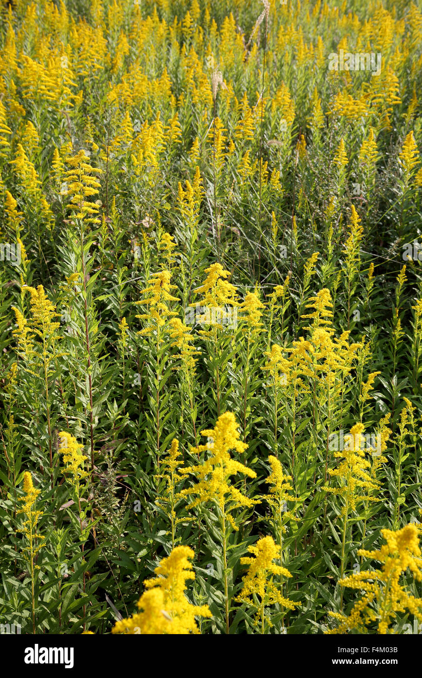 giant goldenrod field Stock Photo - Alamy