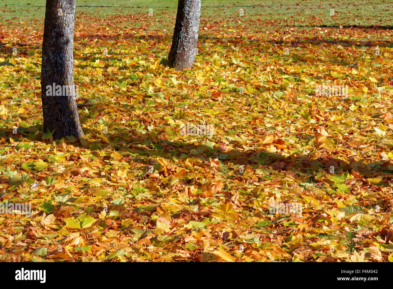 Colorful maple leaves fallen to ground under maple trees in October ...