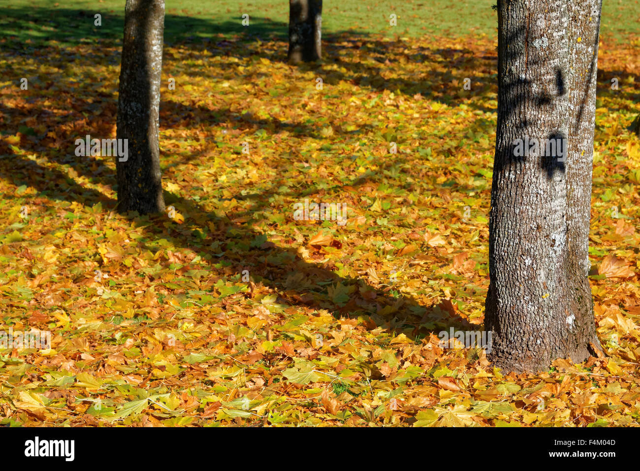 Colorful maple leaves fallen to ground under maple trees in October ...