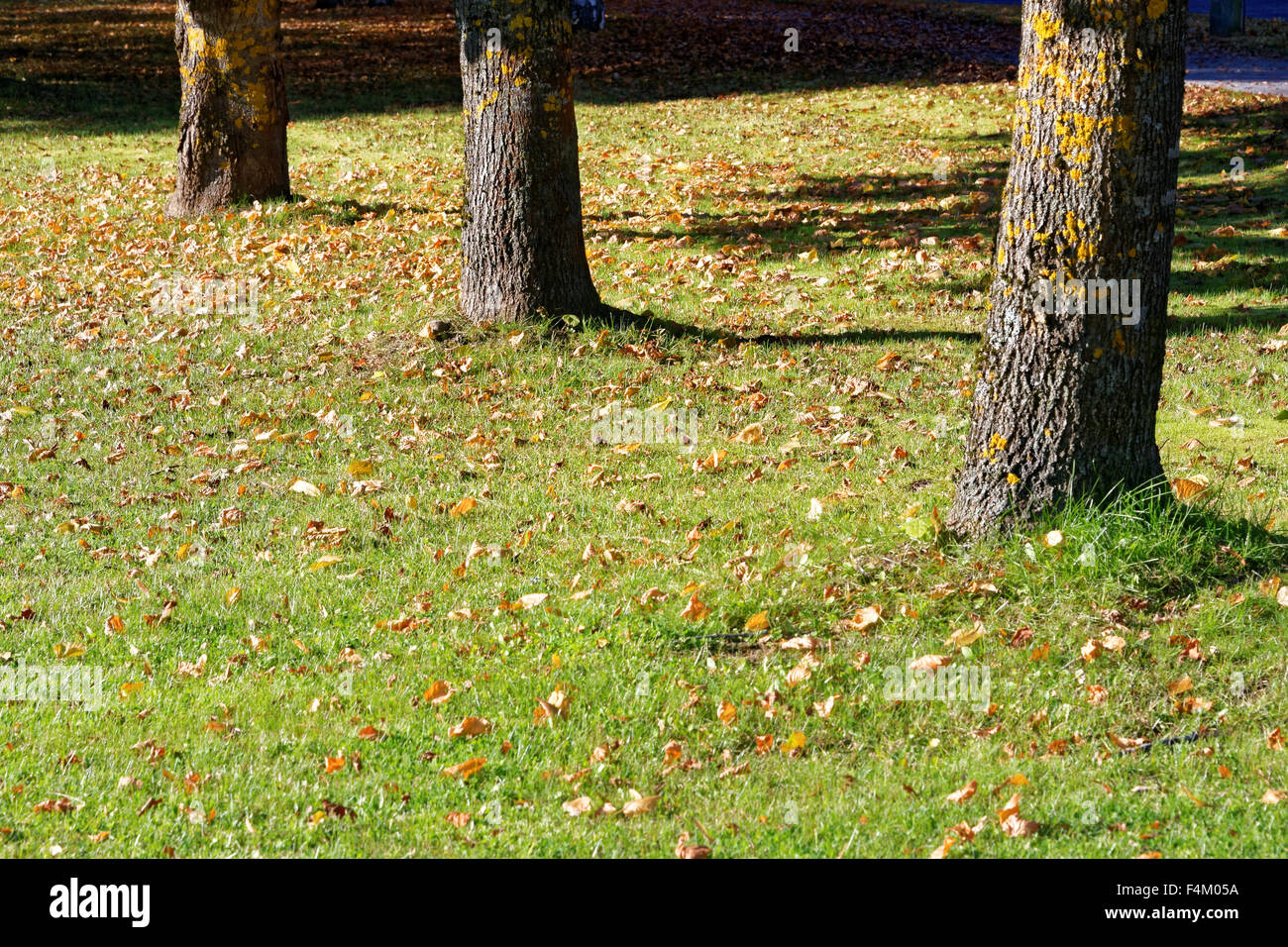 Dry maple leaves fallen to ground under maple trees in October Stock ...