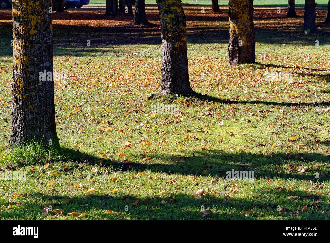 Dry maple leaves fallen to ground under maple trees in October Stock ...