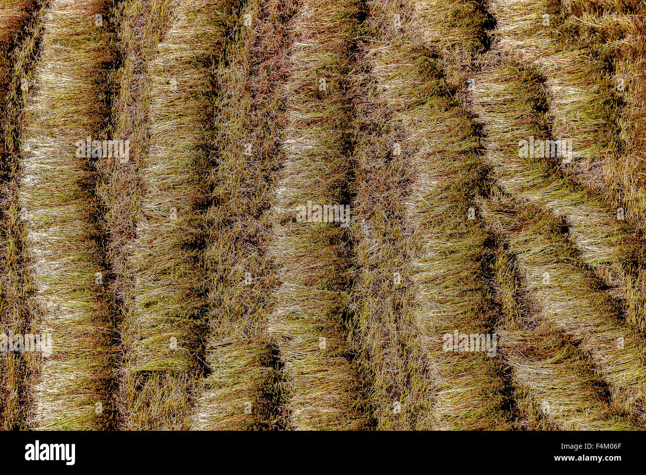 Barley cultivation hi-res stock photography and images - Alamy