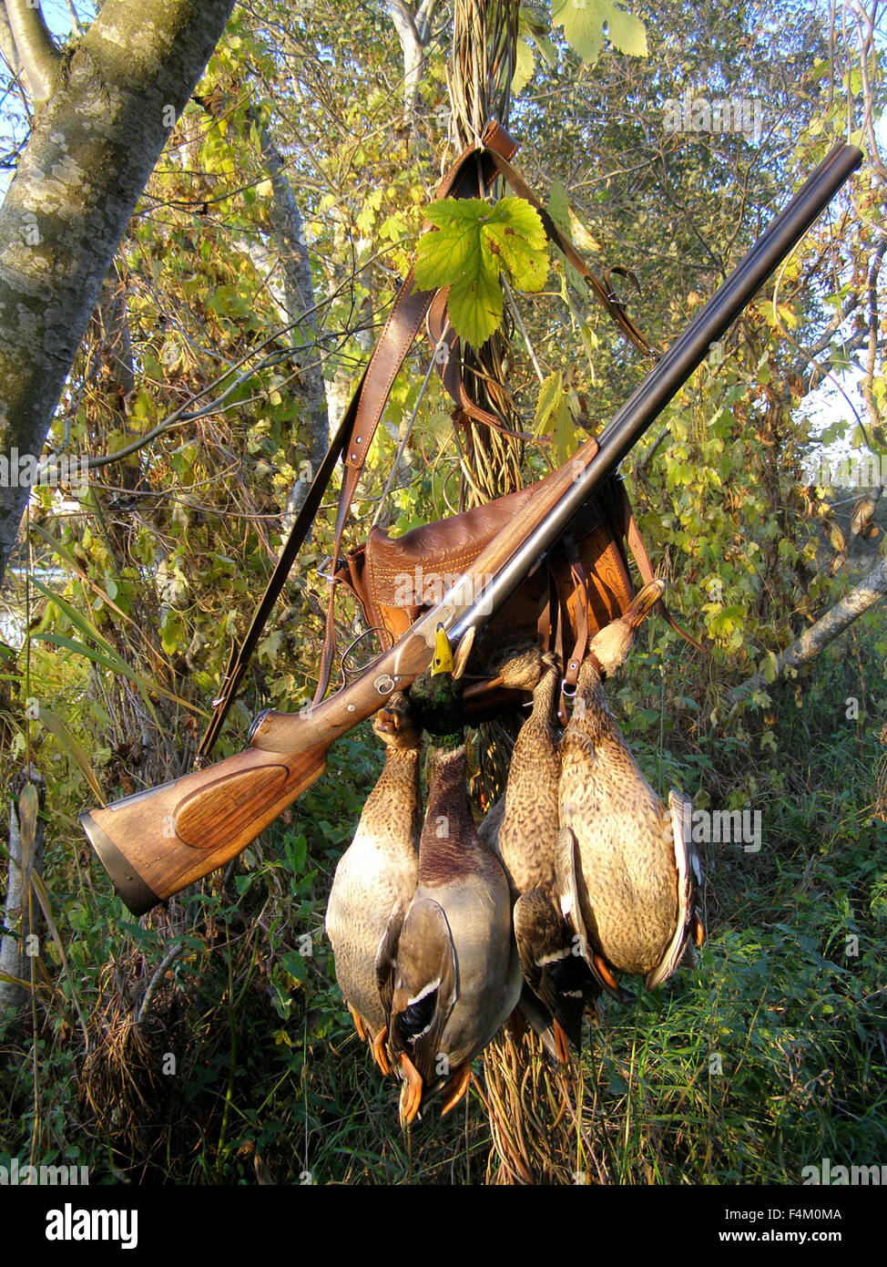Hunting a duck in this season. A gun and trophy Stock Photo - Alamy