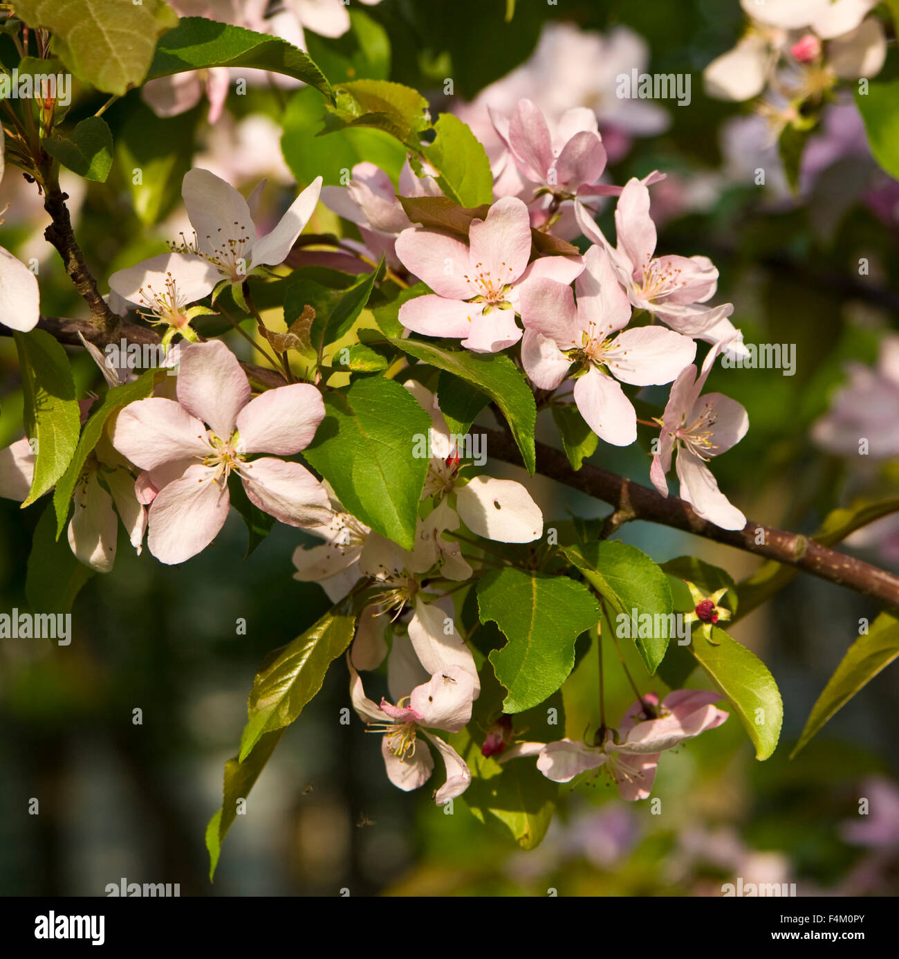 Branch of pink cherry tree in blossom with flowers Stock Photo - Alamy