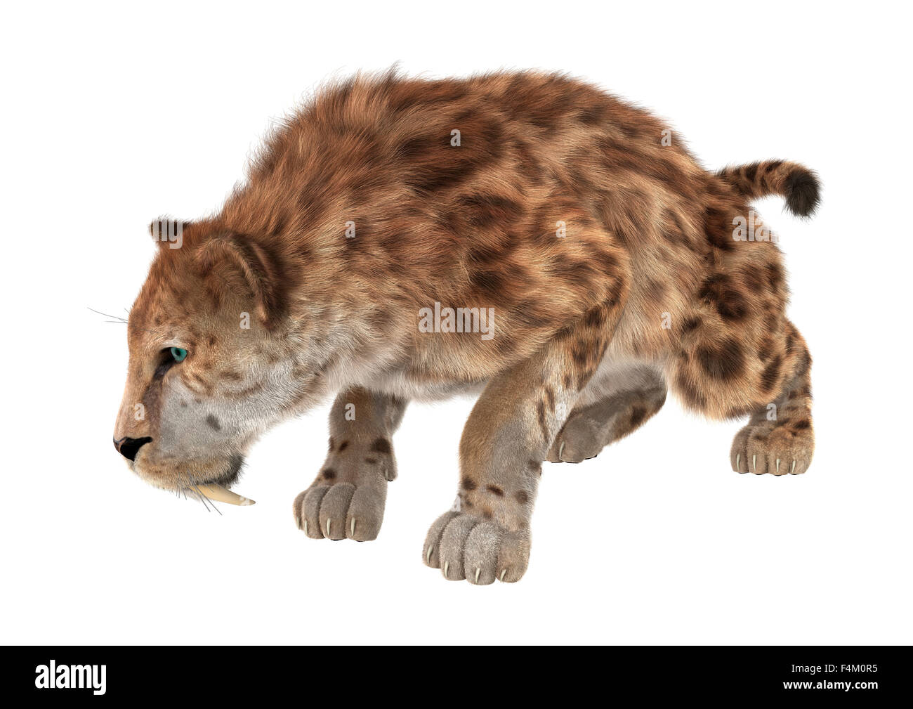 3D digital render of a big cat sabertooth isolated on white background ...