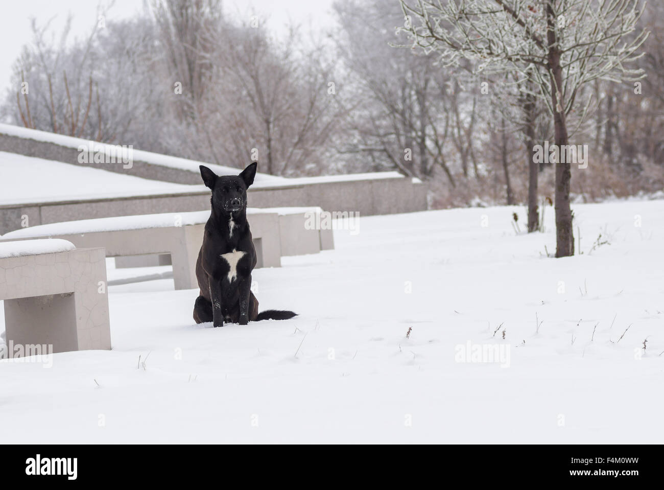 Graceful street dog sitting in the empty park and waiting for the ...