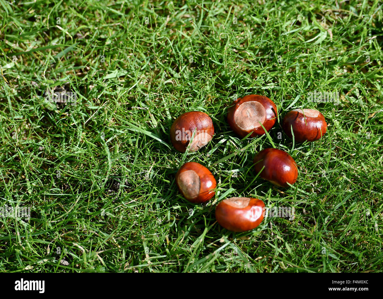 Autumn conkers from Horse Chestnut tree on grass lawn Stock Photo - Alamy