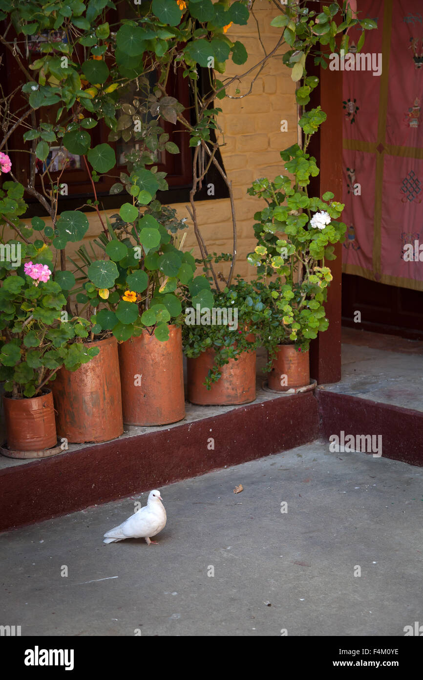 White pigeon hi-res stock photography and images - Alamy