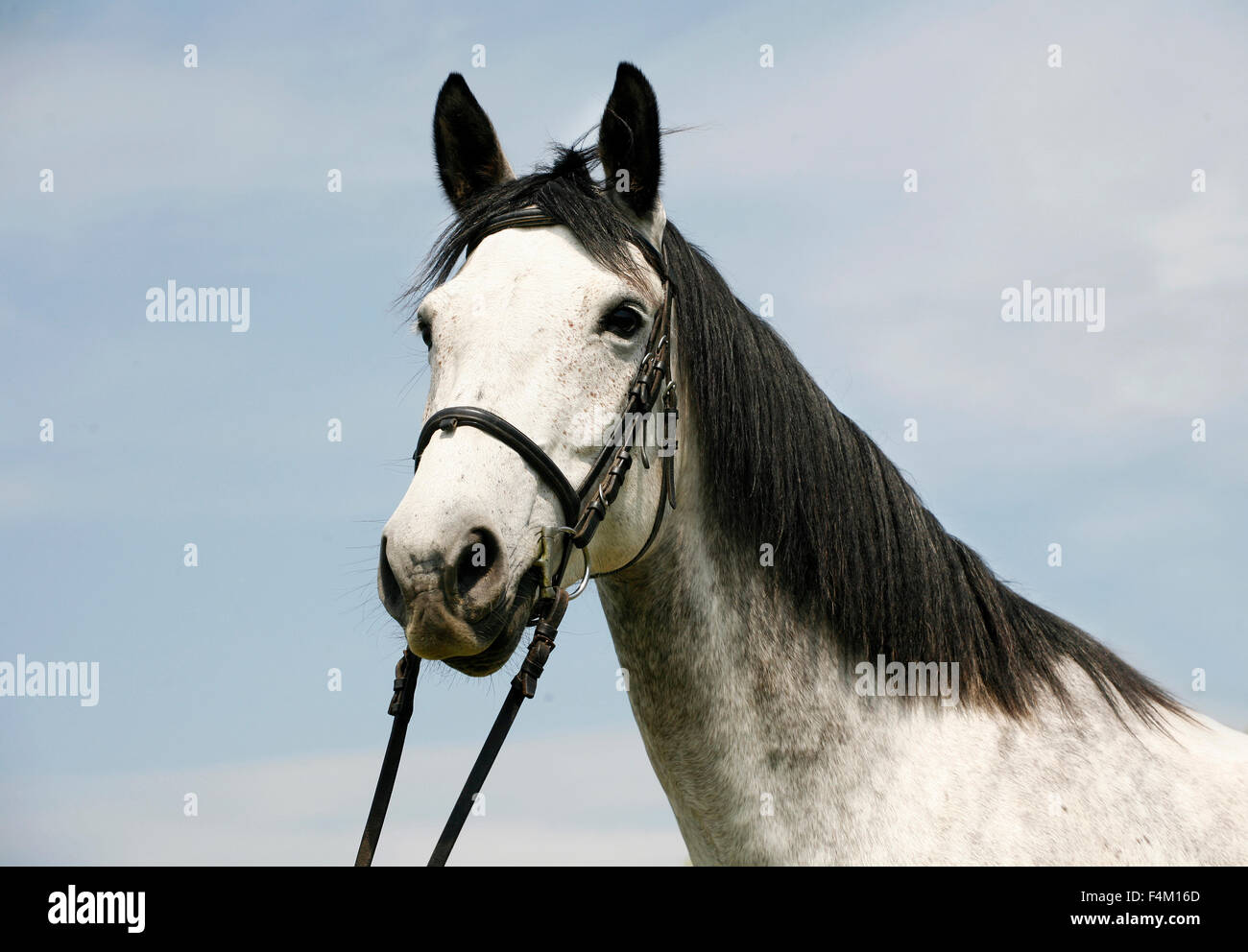 Side view portrait of a purebred gray mare rural scene Stock Photo - Alamy