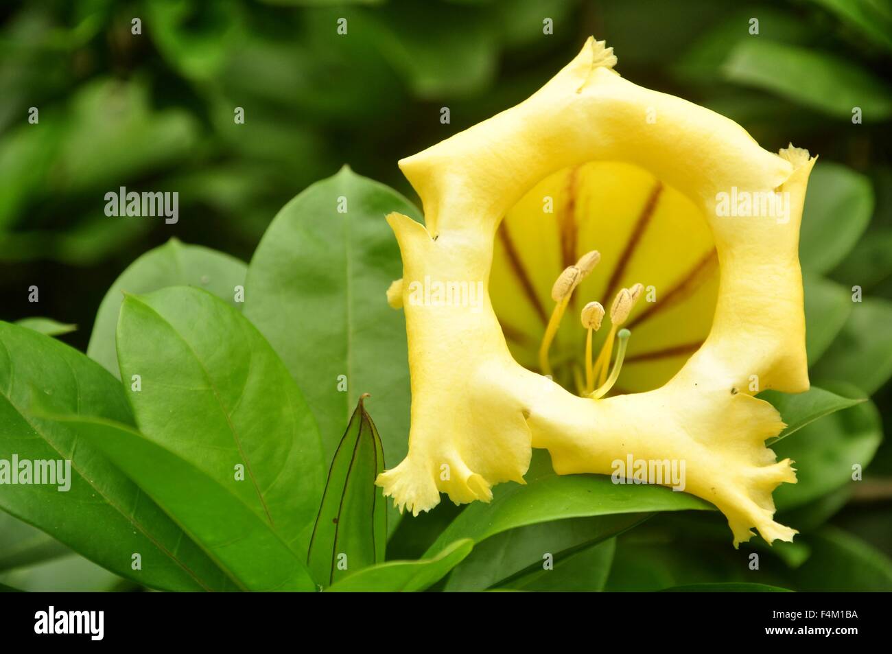 stigma inside the blossom yellow flower Stock Photo - Alamy