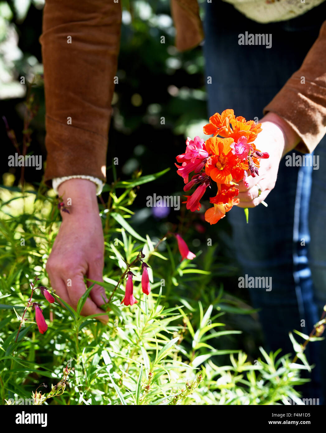 Woman picking nasturtium flowers to make floral Autumn posies Stock ...