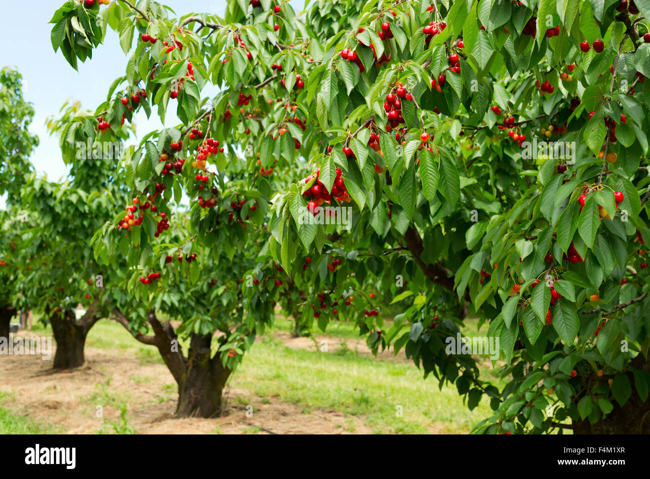 Cherry tree farm hi-res stock photography and images - Alamy