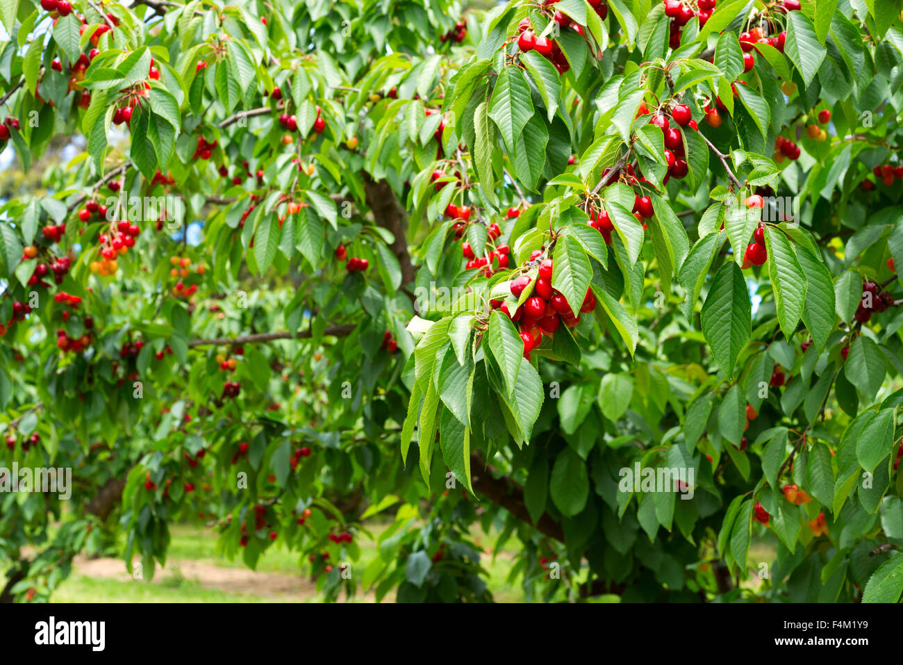 June berry tree hi-res stock photography and images - Alamy