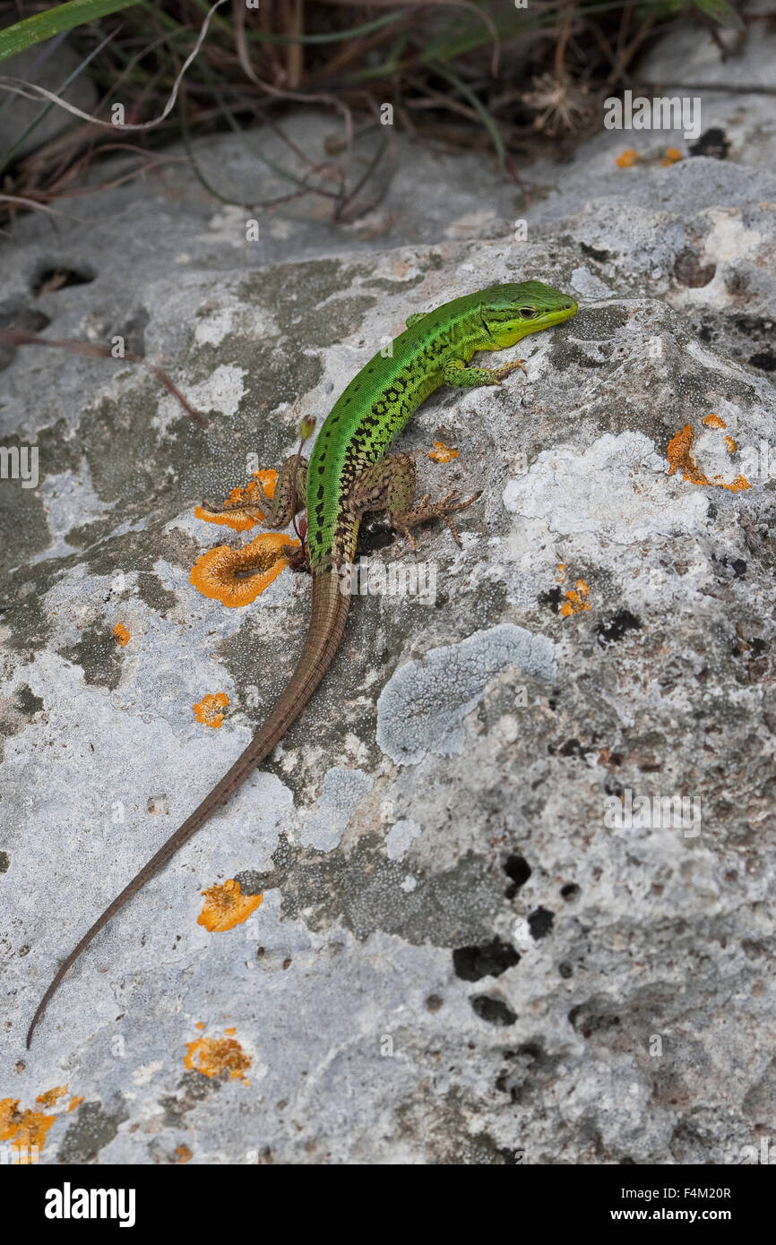 Sicilian wall lizard hi-res stock photography and images - Alamy