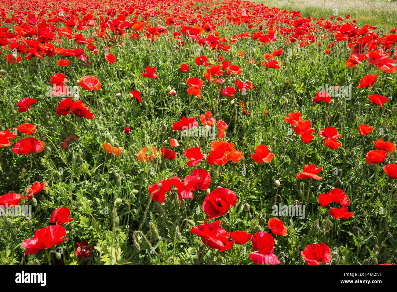 World war 1 symbol hi-res stock photography and images - Alamy