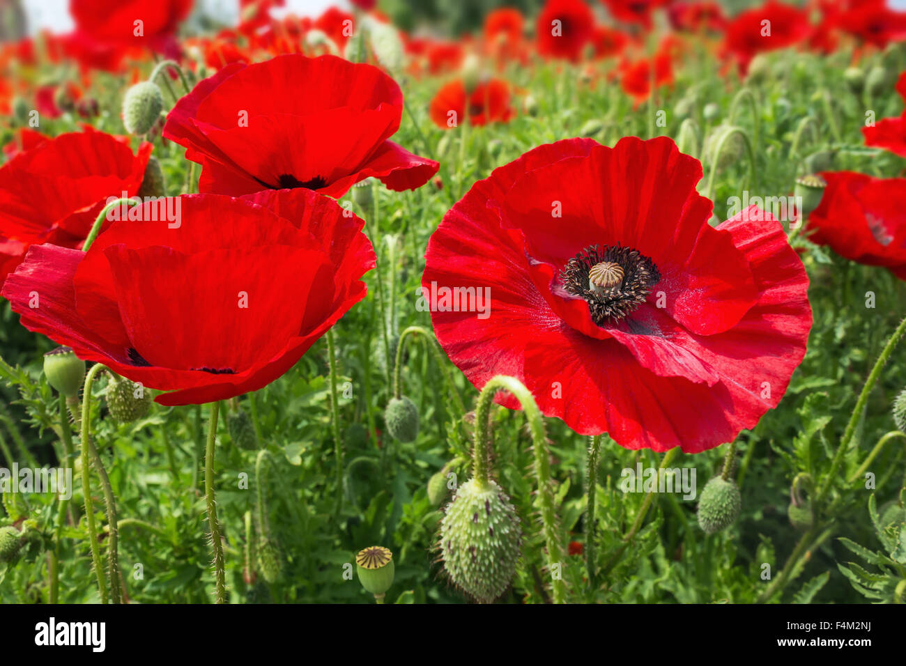 View into a poppy just before its starts to decay Stock Photo - Alamy