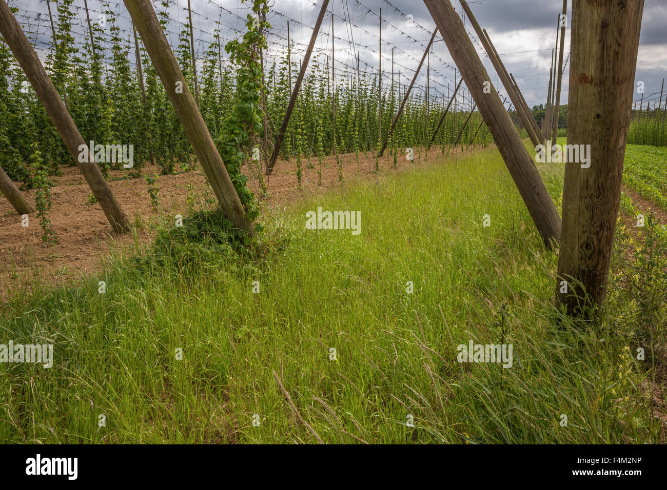 Side view of a hop yard Stock Photo - Alamy