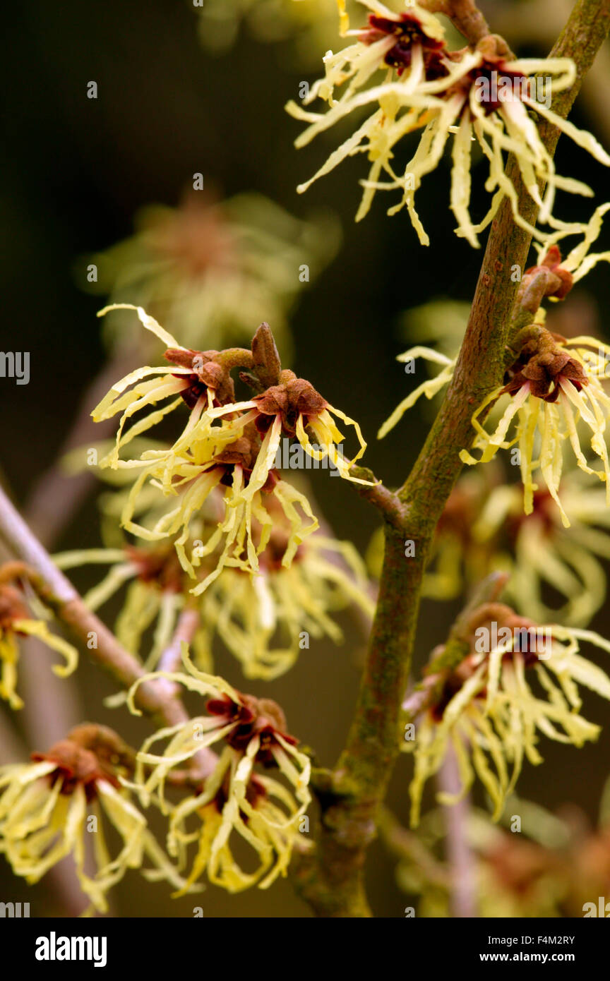 Hamamelis x intermedia 'Limelight' (Witch Hazel). Close up of yellow ...