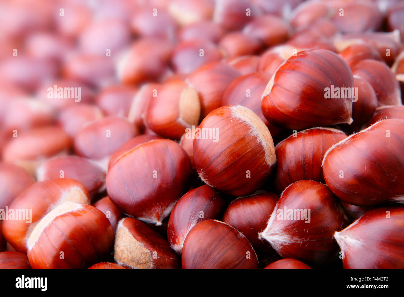 Shiny brown nut shells hi-res stock photography and images - Alamy
