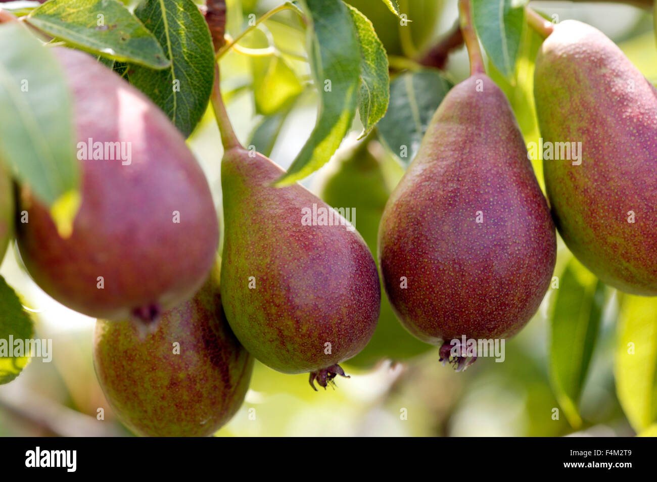 Pear shaped leaves hi-res stock photography and images - Alamy