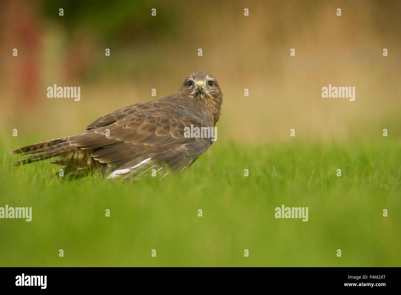 Buzzard uk field hi-res stock photography and images - Alamy