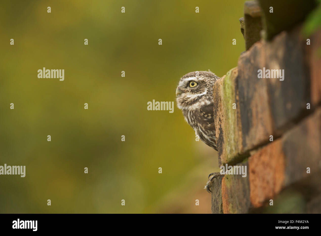 Little barn owl hi-res stock photography and images - Alamy