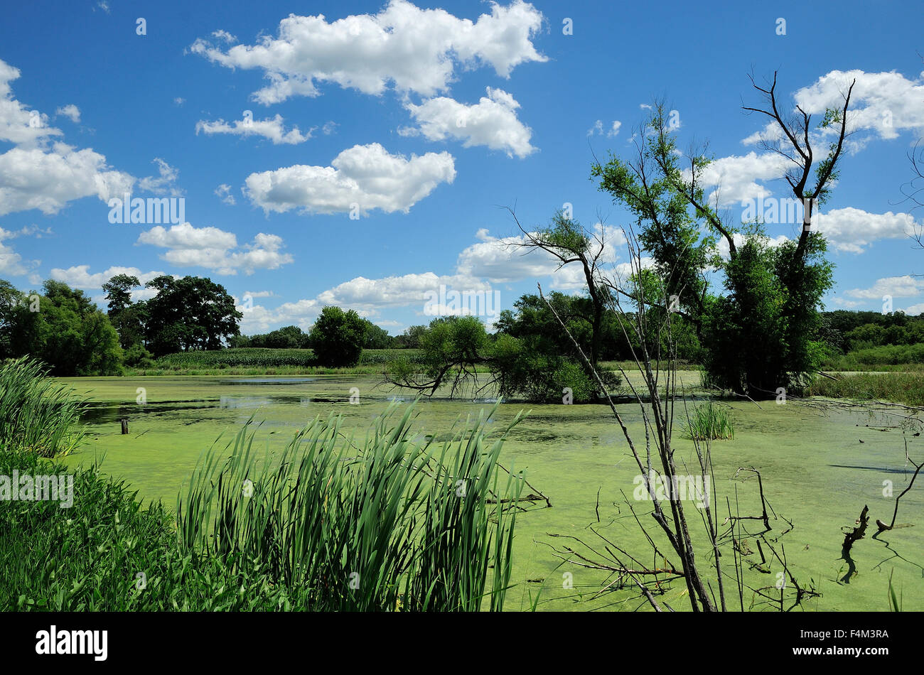 Lowland ecology hi-res stock photography and images - Alamy