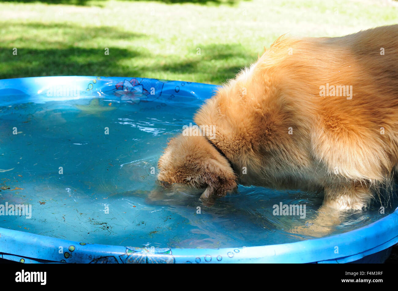 Dog / Dogs playing in backyard swimming pool Stock Photo - Alamy