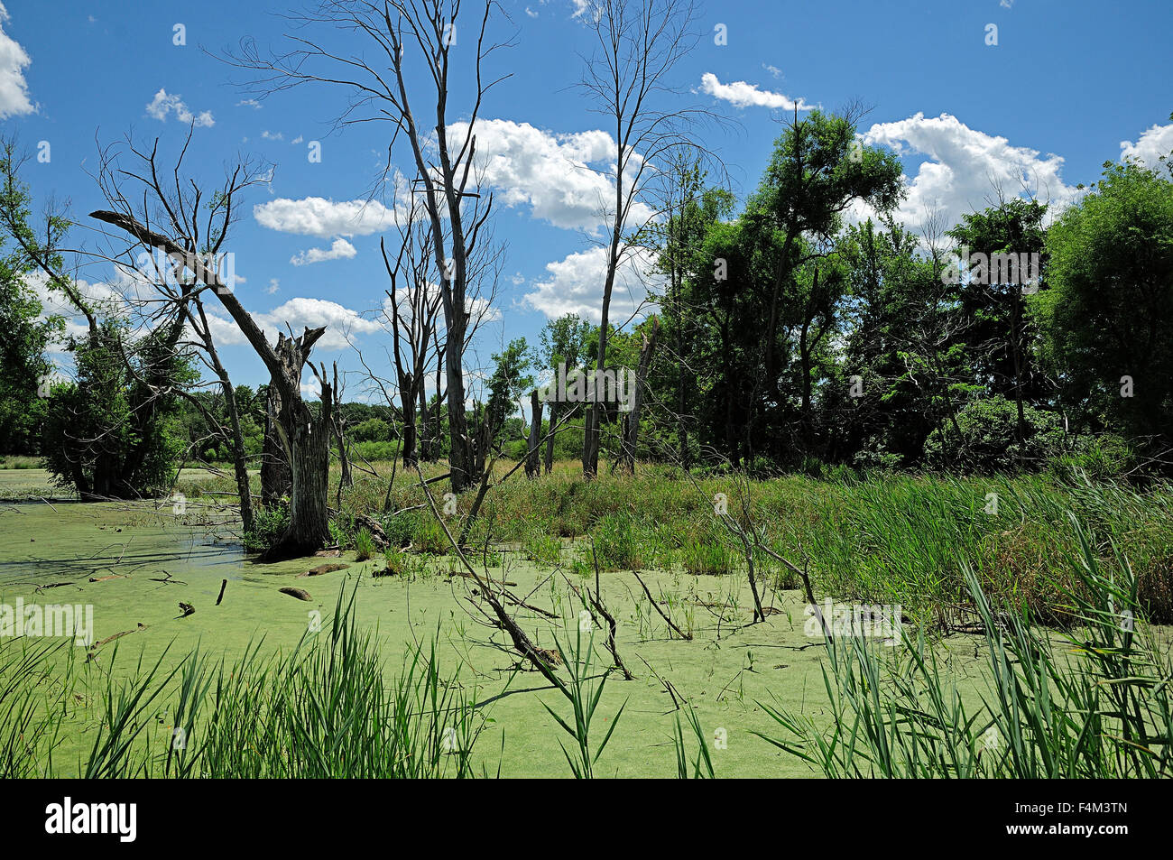 Lowland ecology hi-res stock photography and images - Alamy