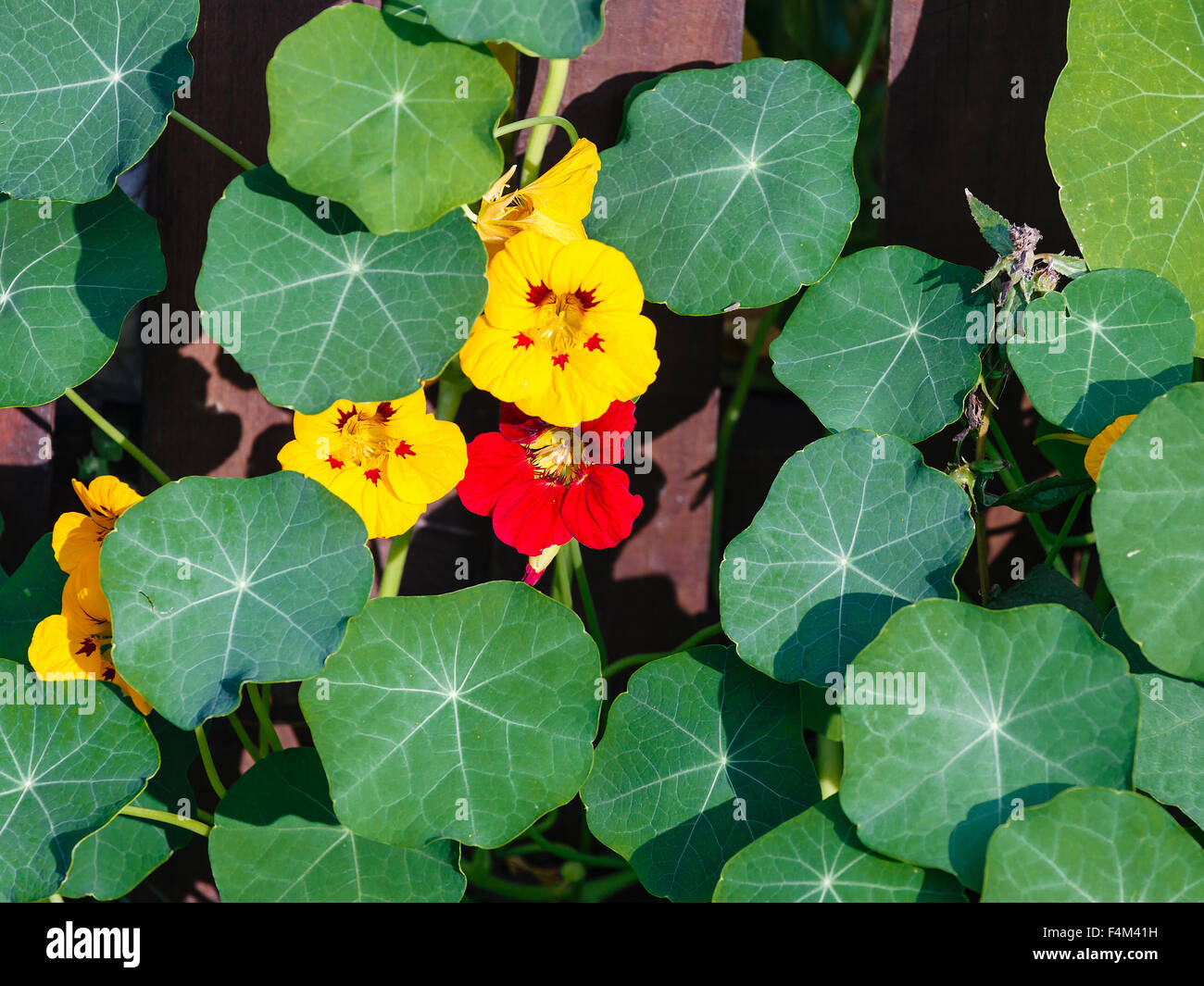 Pattern from leaves and flowers of a nasturtium Stock Photo - Alamy
