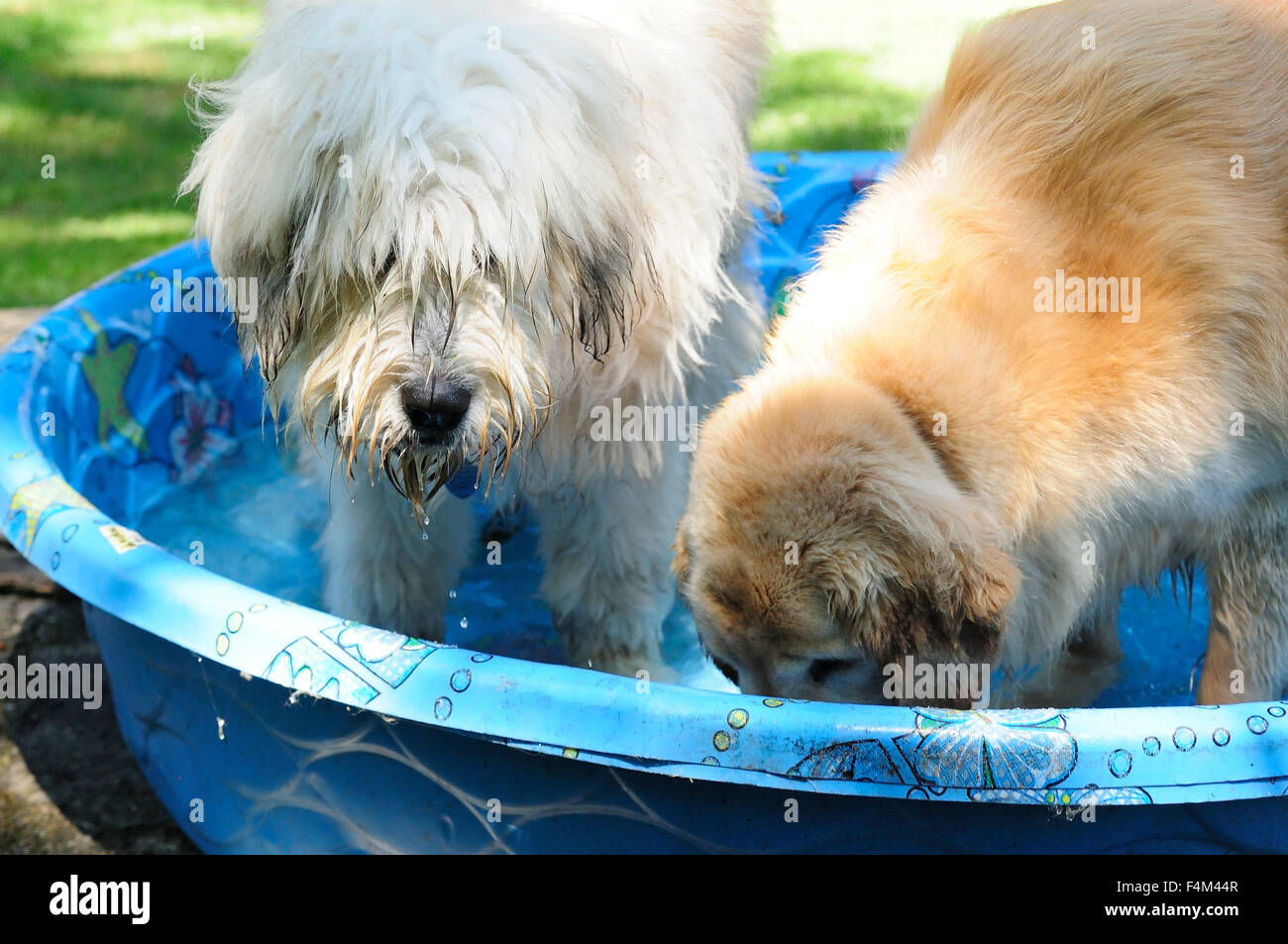 Dog / Dogs playing in backyard swimming pool Stock Photo - Alamy