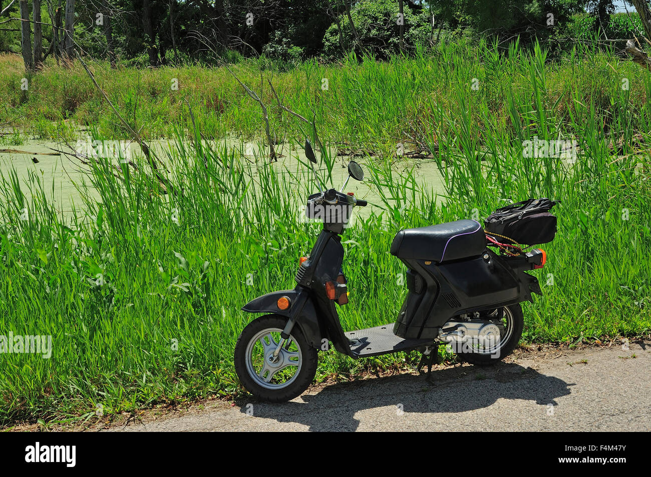 Honda Spree Scooter parked next to lowland during photographic trip ...