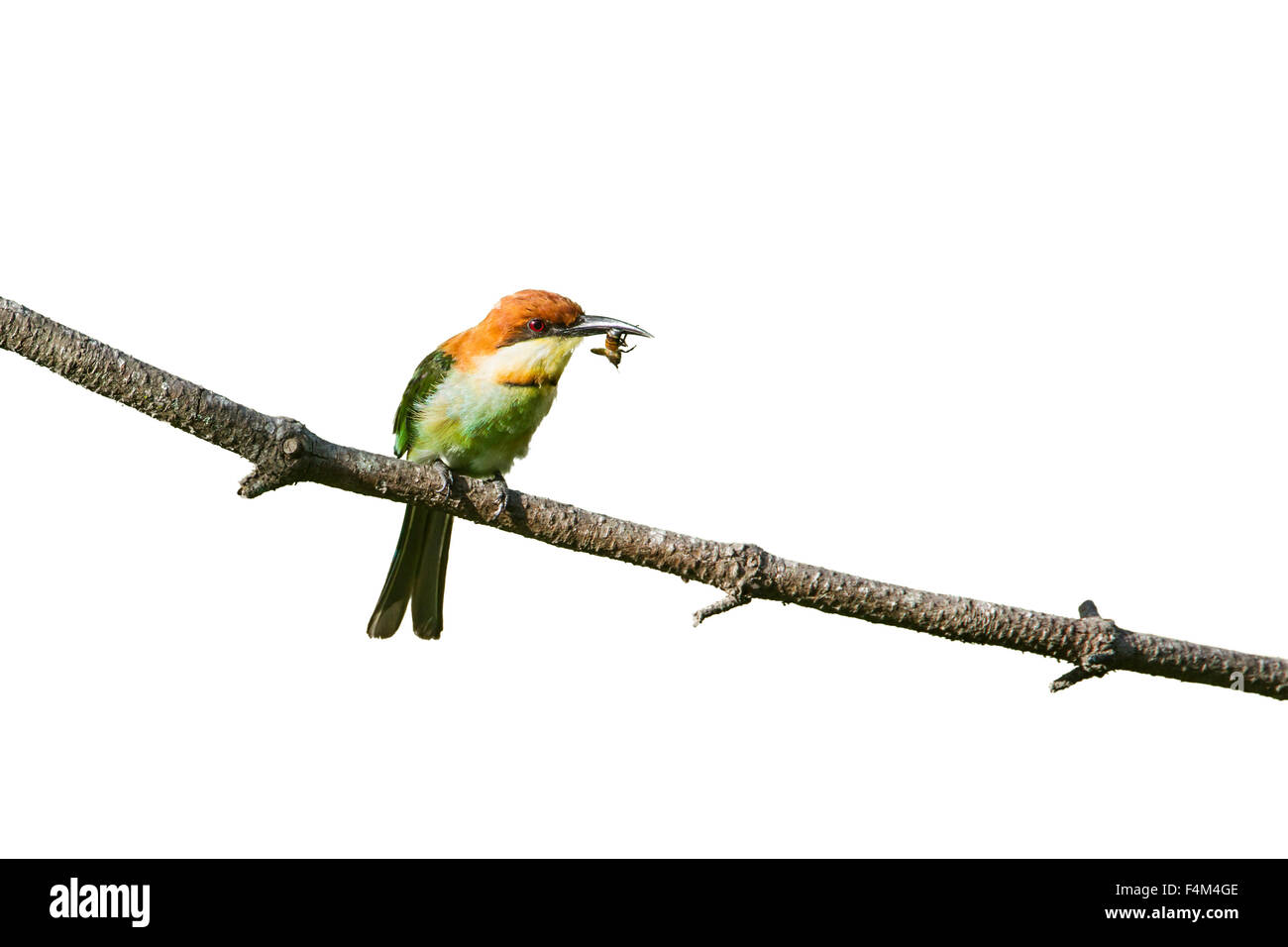 Chestnut-headed bee-eater specie Merops leschenaulti isolated in white ...