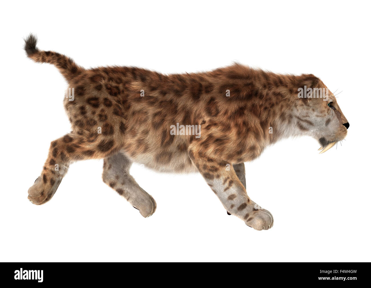 3D digital render of a big cat sabertooth isolated on white background ...