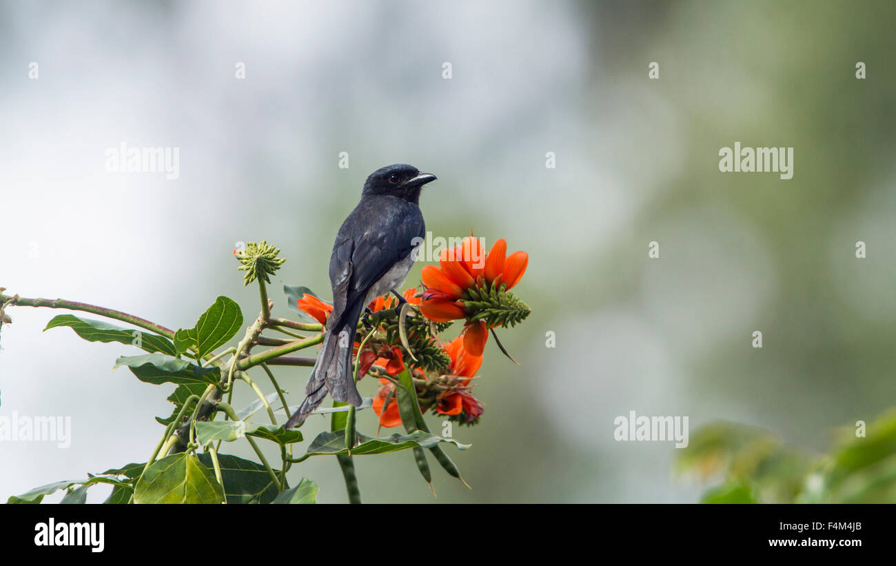 Ashy drongo specie Dicrurus leucophaeus Stock Photo - Alamy