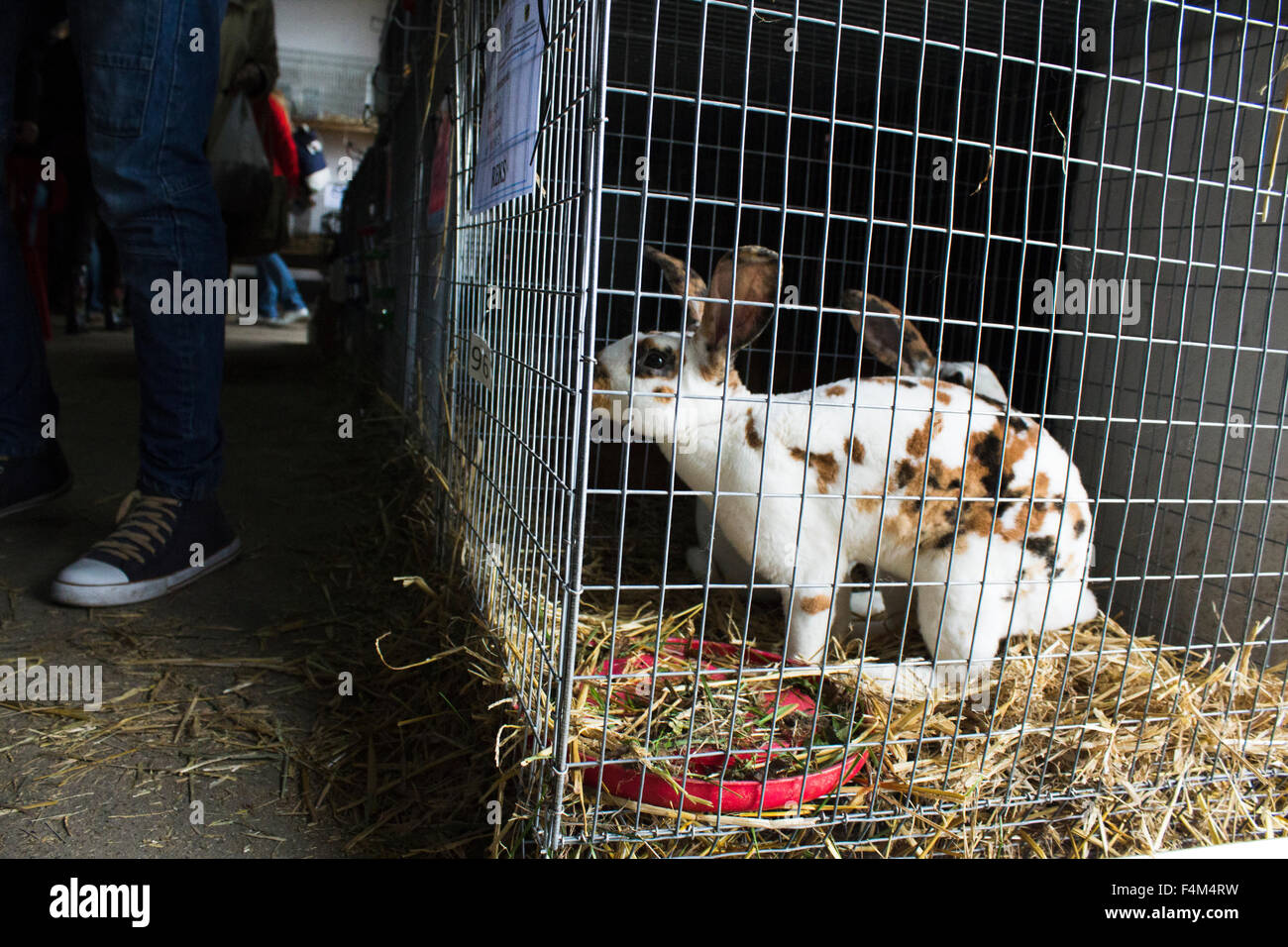 Pet rabbit cage hi-res stock photography and images - Alamy