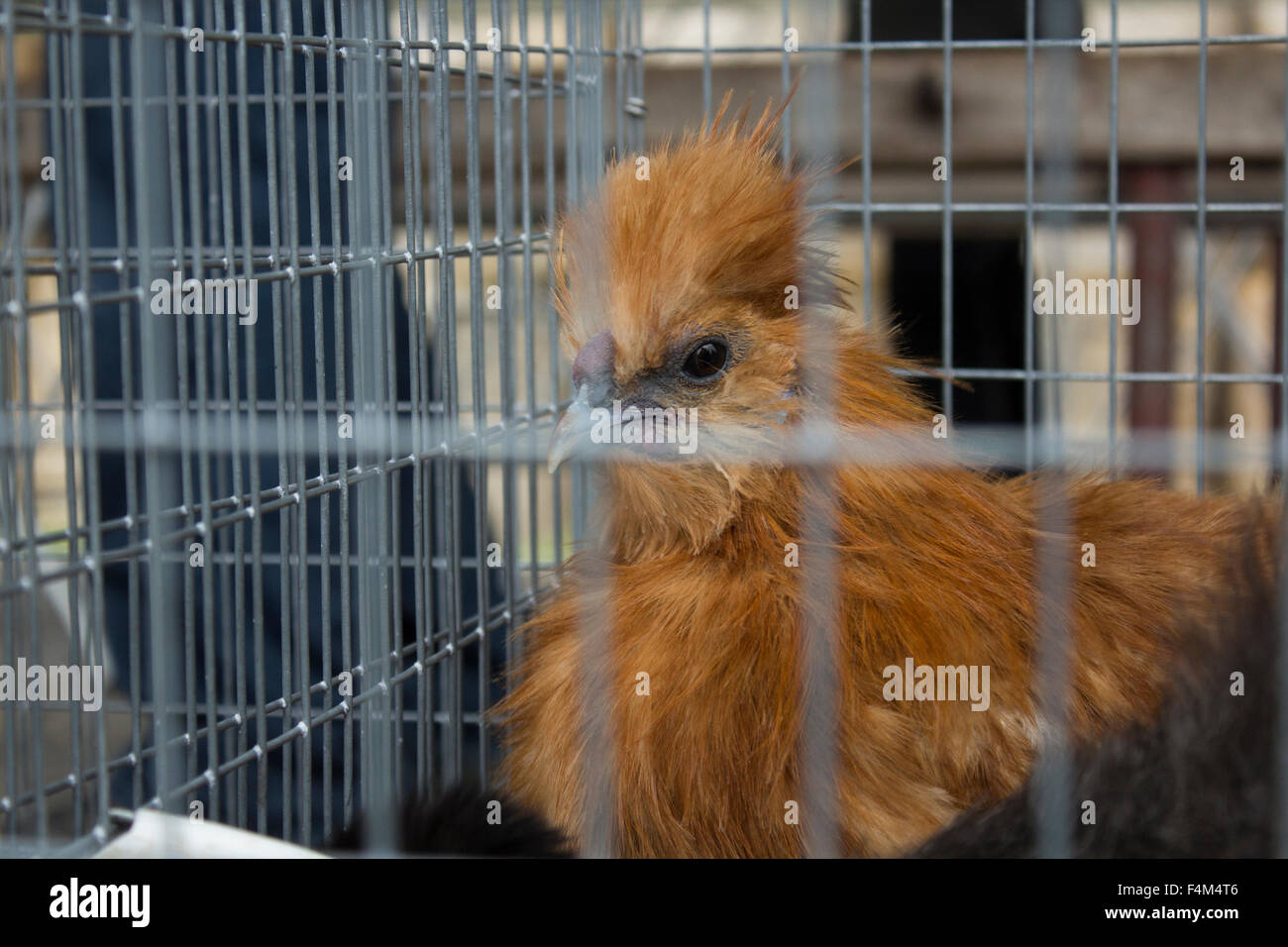 Caged brown silkie chicken during poultry exhibition Stock Photo - Alamy
