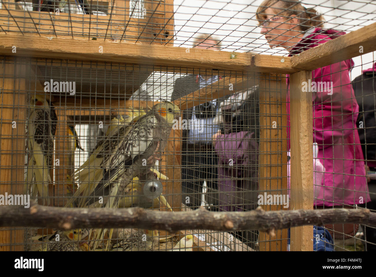 Traditional bird cage hi-res stock photography and images - Alamy