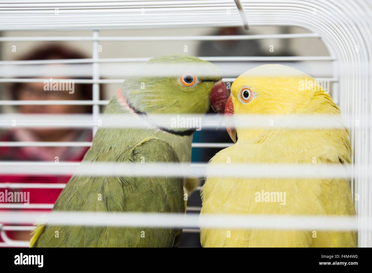 Parrots in cage hi-res stock photography and images - Alamy