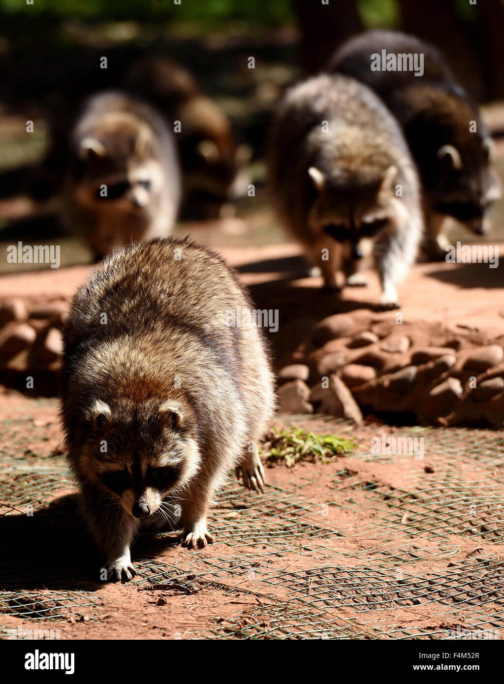 Wild raccoons hi-res stock photography and images - Alamy