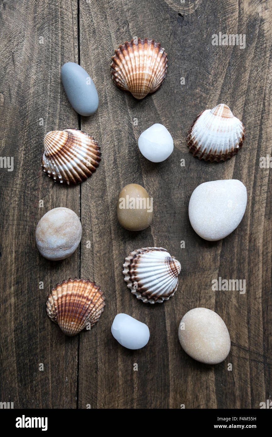 Sea shells and pebbles on an old wooden plank, from above Stock Photo ...