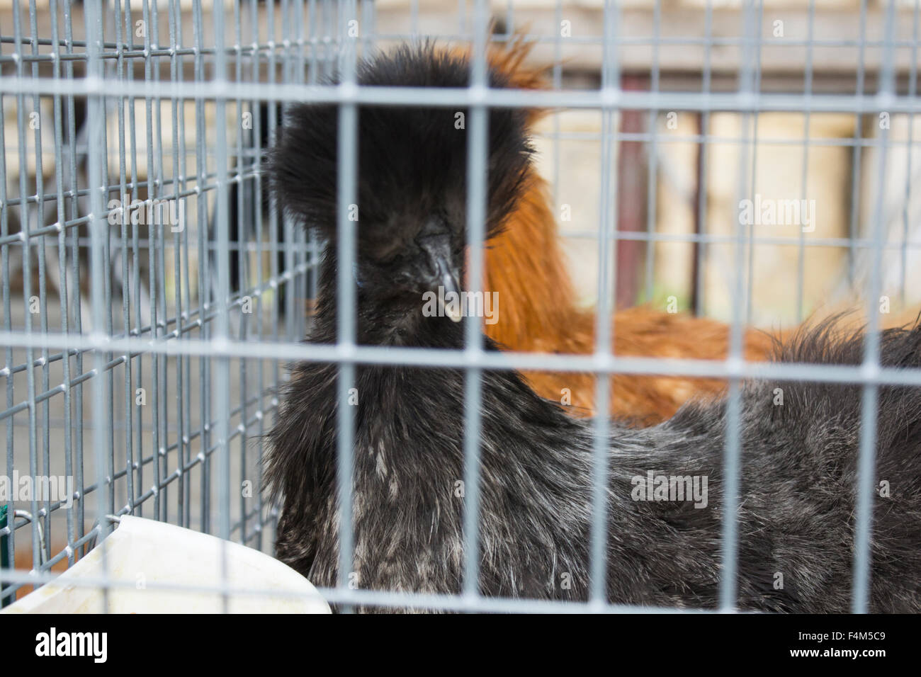 Poultry exhibition hi-res stock photography and images - Alamy
