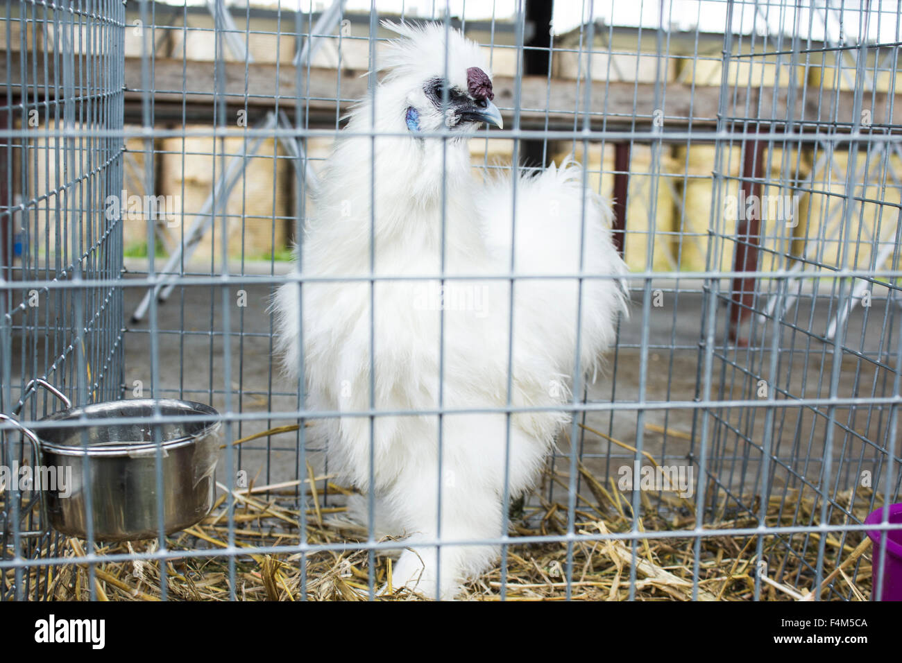 Exhibition poultry hi-res stock photography and images - Alamy