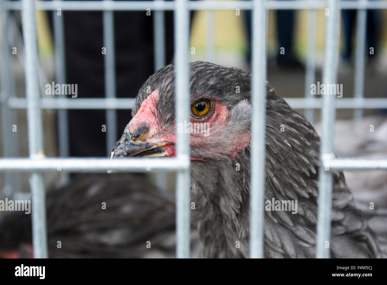 Caged bluebell chicken during poultry exhibition Stock Photo - Alamy