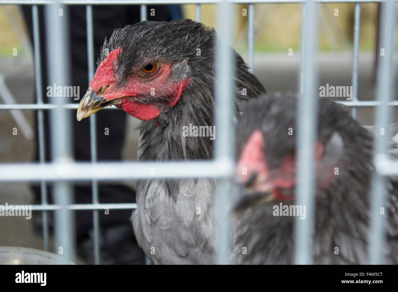 Caged bluebell chicken during poultry exhibition Stock Photo - Alamy