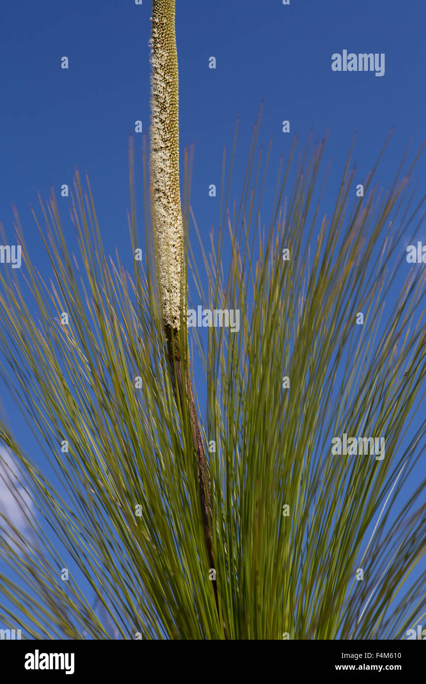Spear grass tree hi-res stock photography and images - Alamy